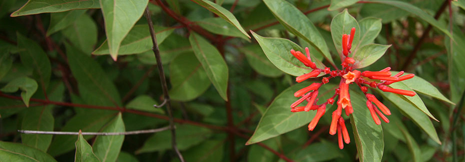 Gardening Solutions - University of Florida, Institute of Food and ...