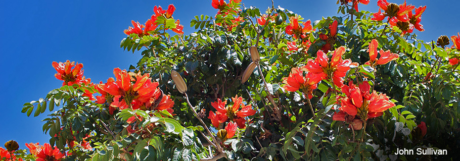 Gardening Solutions - University of Florida, Institute of Food and ...