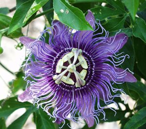 Florida’s Edible Native Plants – Gardening Solutions