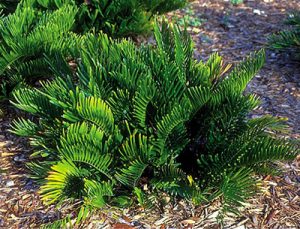 Coontie – Gardening Solutions