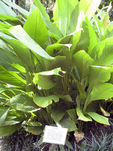 Turmeric – Gardening Solutions