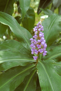 Blue Ginger – Gardening Solutions