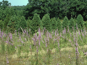 Liatris – Gardening Solutions