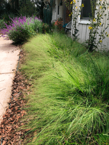 Lovegrass – Gardening Solutions