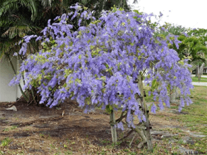 Queen’s Wreath – Gardening Solutions