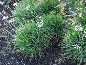 Society Garlic – Gardening Solutions