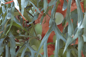 Staghorn Fern – Gardening Solutions