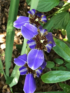 Walking Iris – Gardening Solutions
