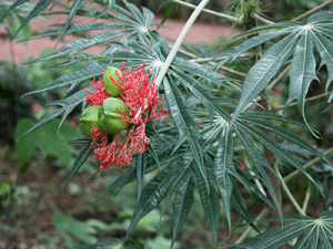 Jatropha – Gardening Solutions