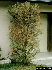 Armillaria Root Rot – Gardening Solutions