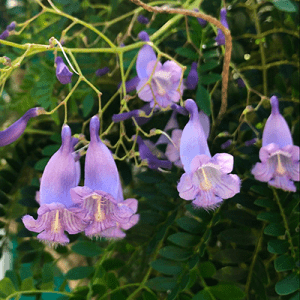 Jacaranda – Gardening Solutions