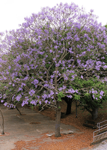 Jacaranda – Gardening Solutions