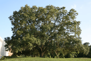 Live Oaks – Gardening Solutions