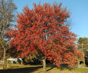 Red Maple – Gardening Solutions