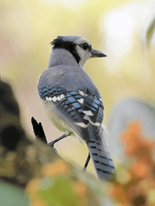 Bird-Friendly Plants – Gardening Solutions