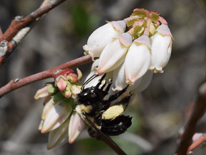 Three Native Florida Bees – Gardening Solutions