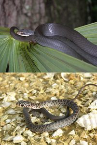 Florida Native Non-Venomous Snakes – Gardening Solutions