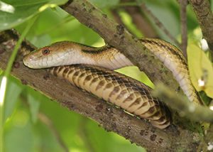 Florida Native Non-Venomous Snakes – Gardening Solutions